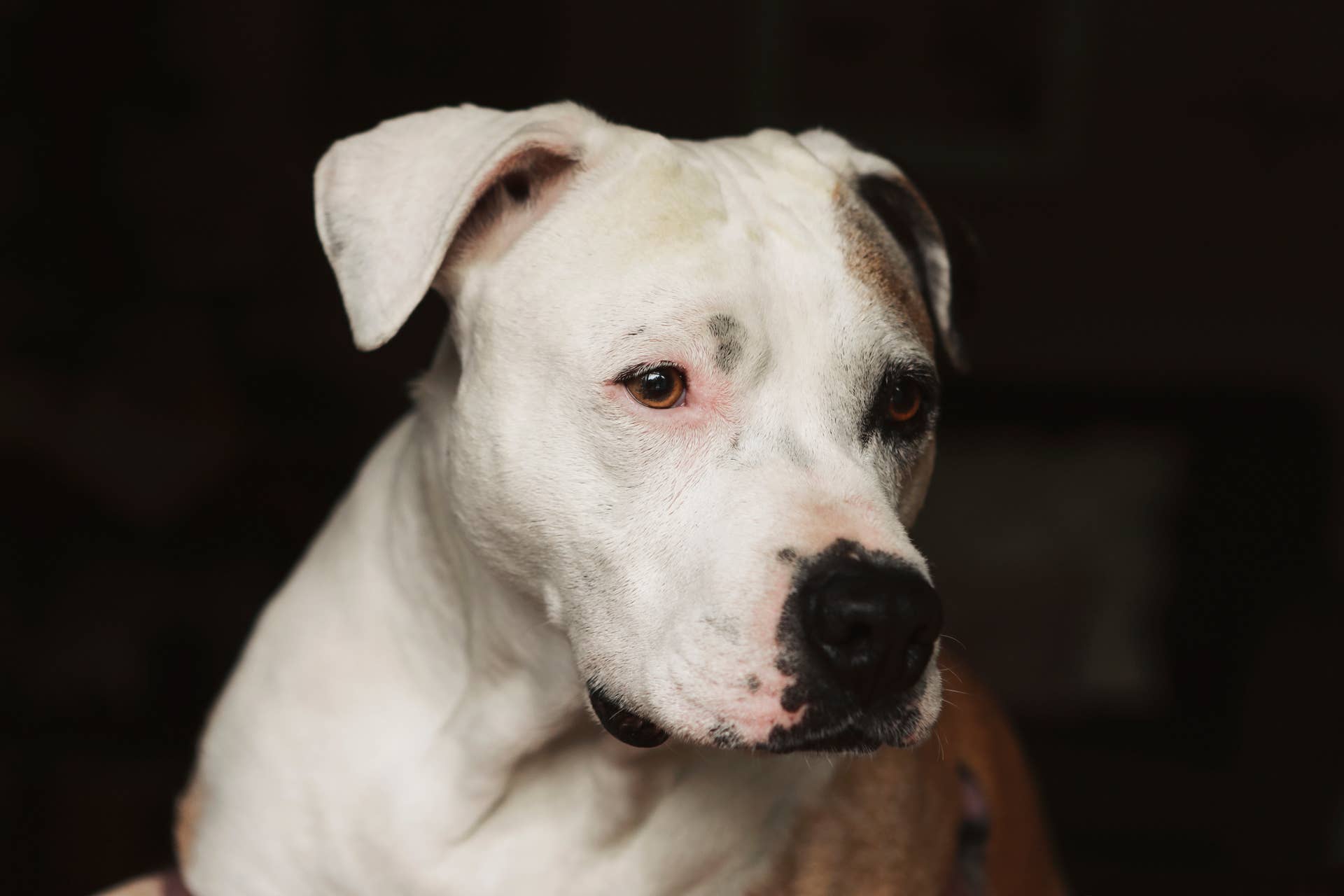 Black-and-White Pit Bull's Gorgeous Spotted Coloring Makes Him Look ...