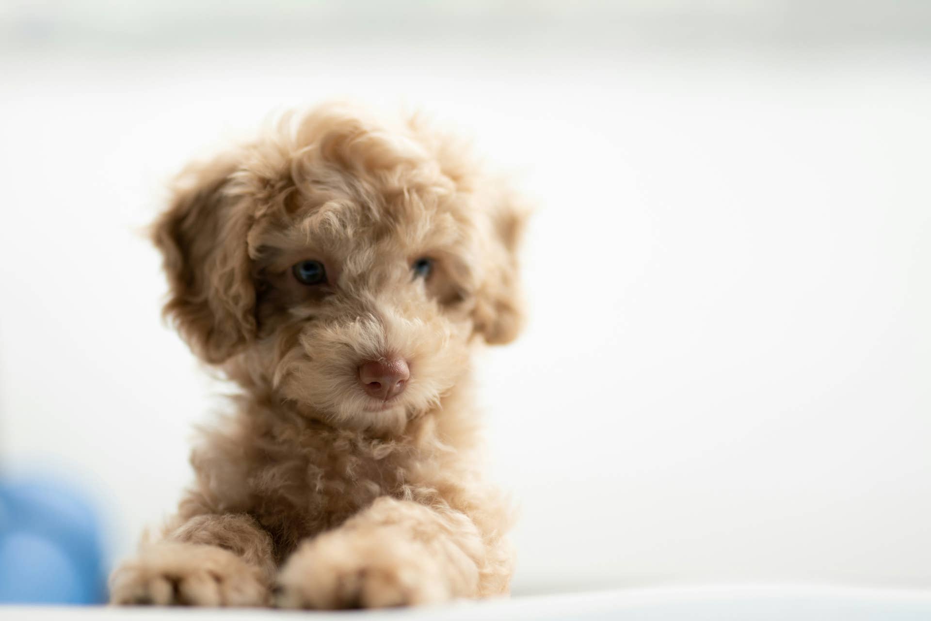 This Tiny Little Puppy Looks like the World's Smallest Chicken Finger ...