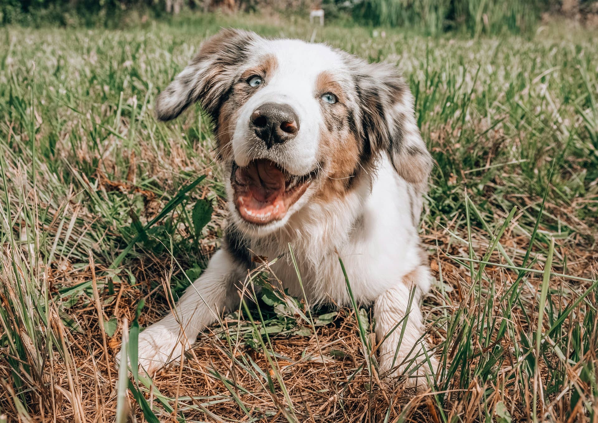 What to Do If You Encounter an Off-Leash Dog - Parade Pets