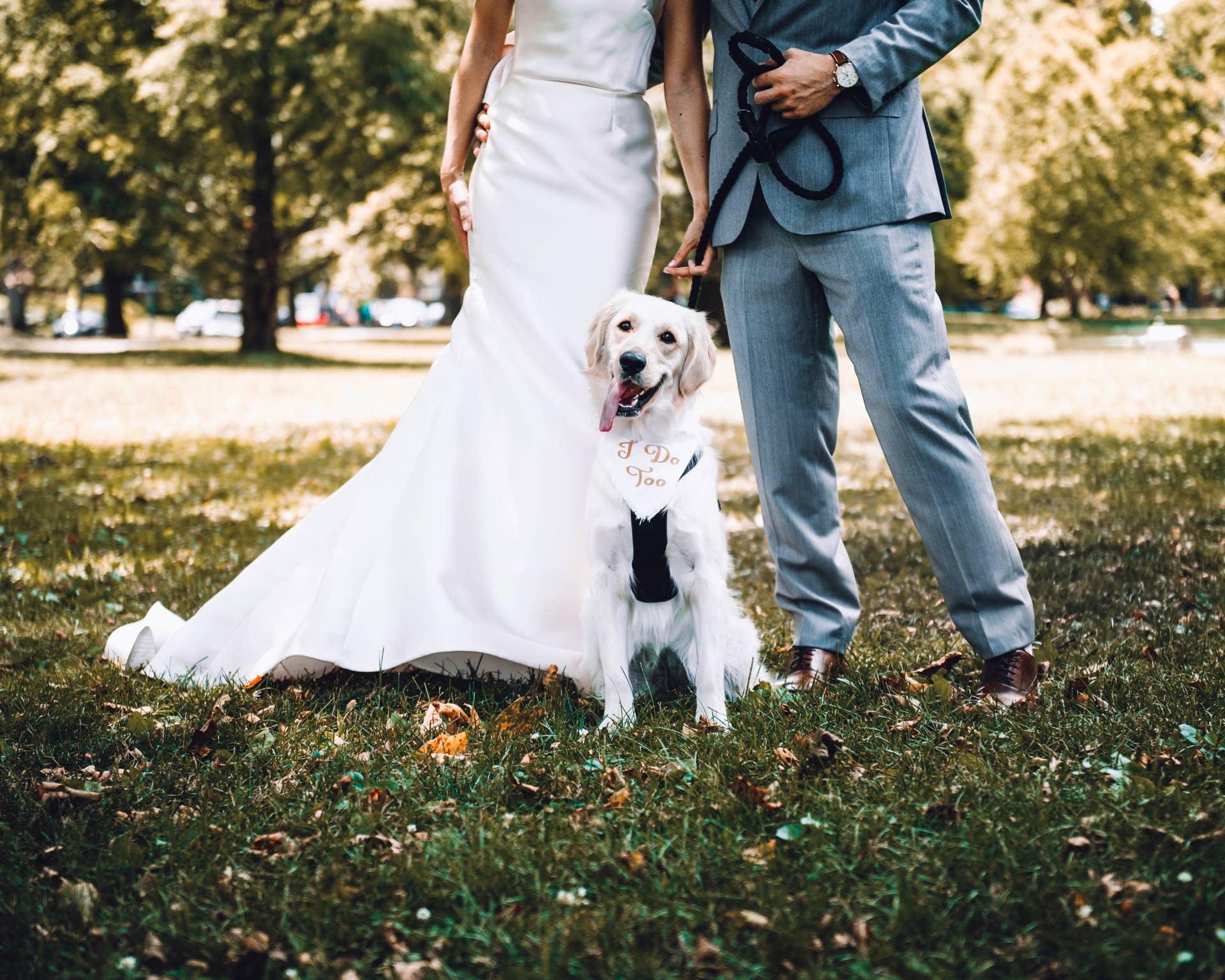 Sweet Dog Wore a Tuxedo to His Parents' Wedding – and He Made Himself ...