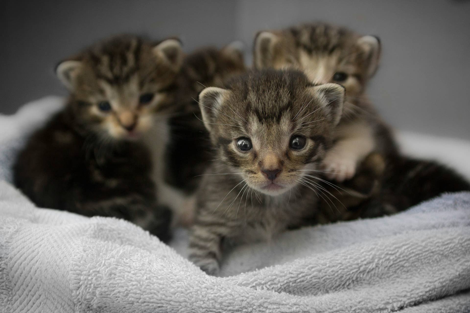 Kittens: Cute Photos, Funny Moments, and Tiny Chaos - Parade Pets