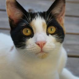 Sweet Senior Cat Returns to Shelter 7 Years After Adoption 'Due to No ...