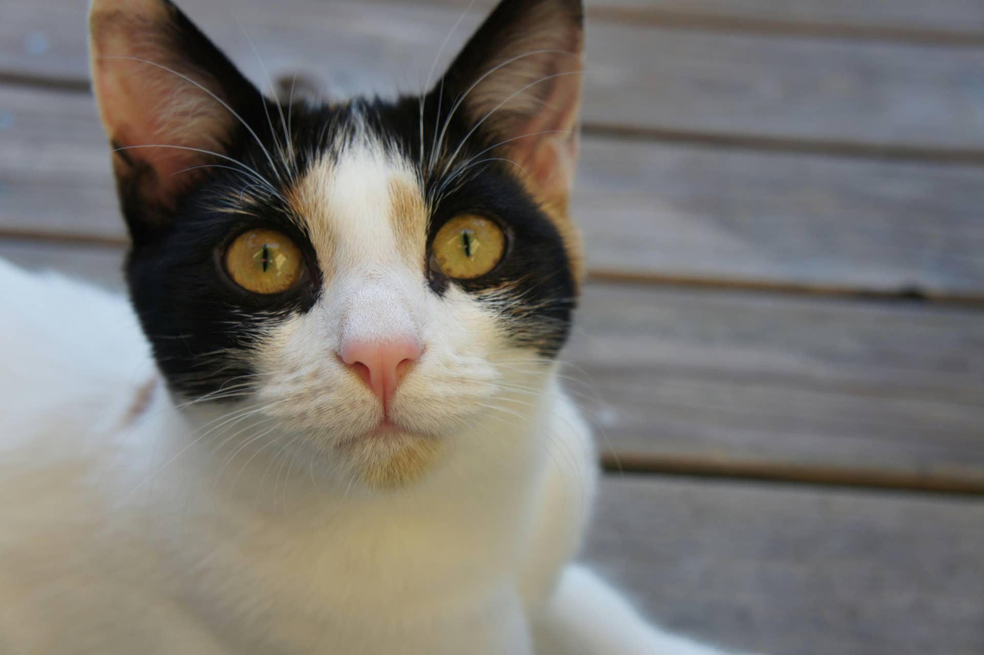 Sweet Cat in Shelter Since Kittenhood Begs for Chance at a Forever Home ...