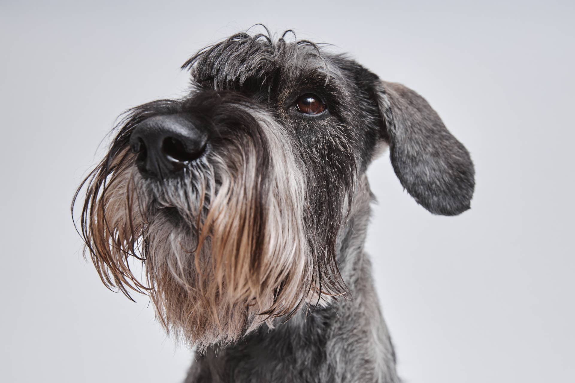 Giant Schnauzer Reaches Her Limit With Sibling's Barking—and Files a ...