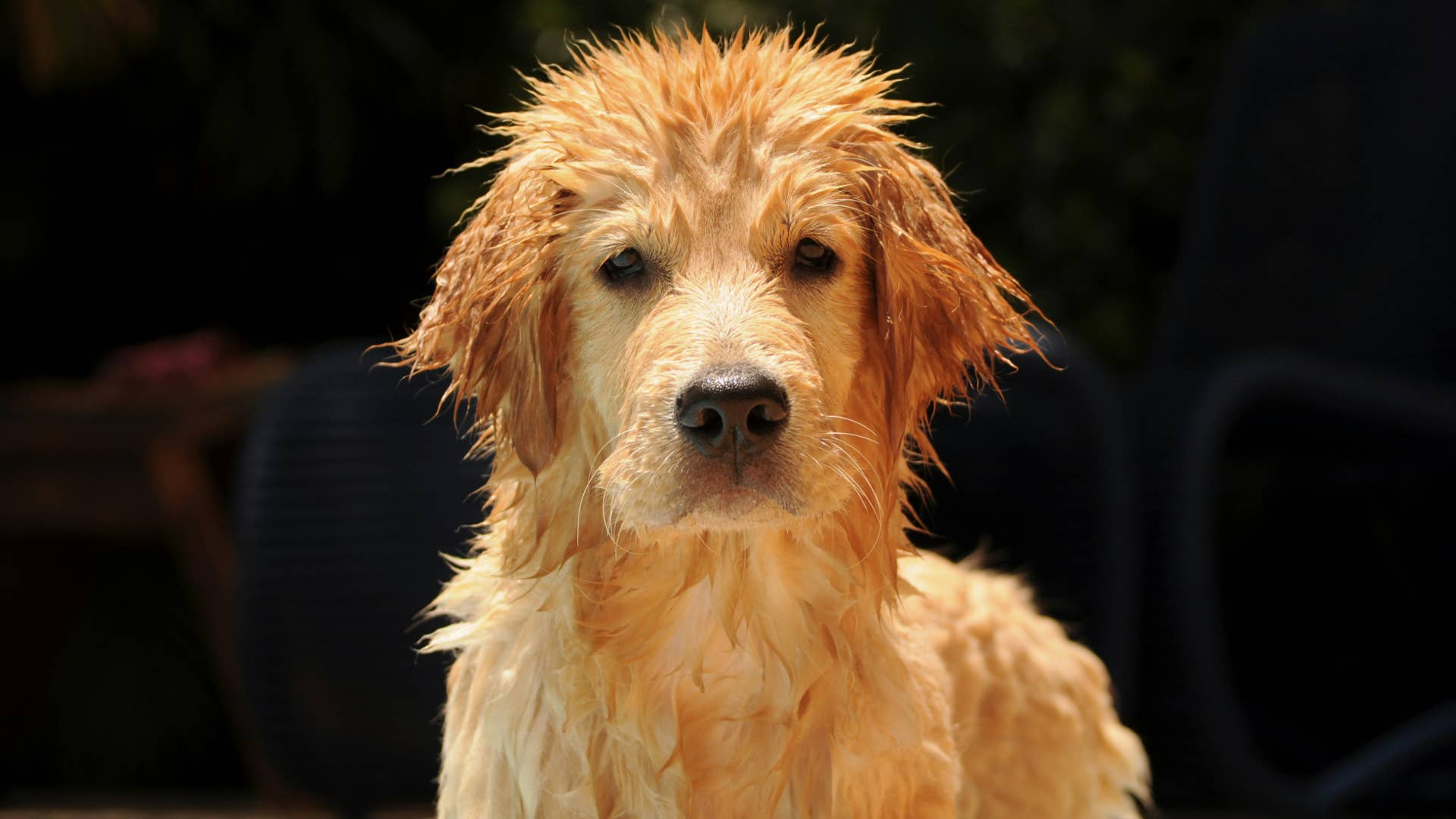 Golden Retriever Was Told 'No Swimming'—So She Found a Loophole ...