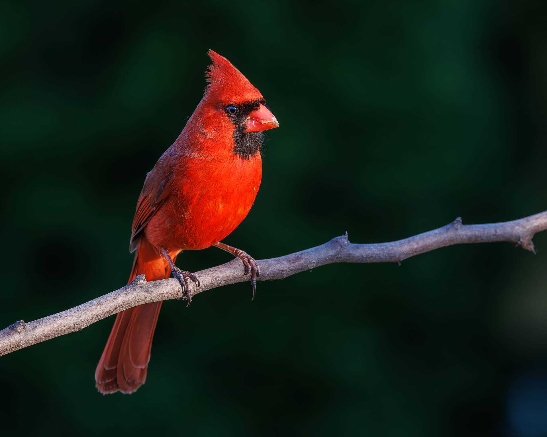 Dying Cardinal Didn't Stand a Chance Until Guardian Angel Stepped In ...