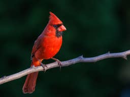 Dying Cardinal Didn't Stand a Chance Until Guardian Angel Stepped In ...