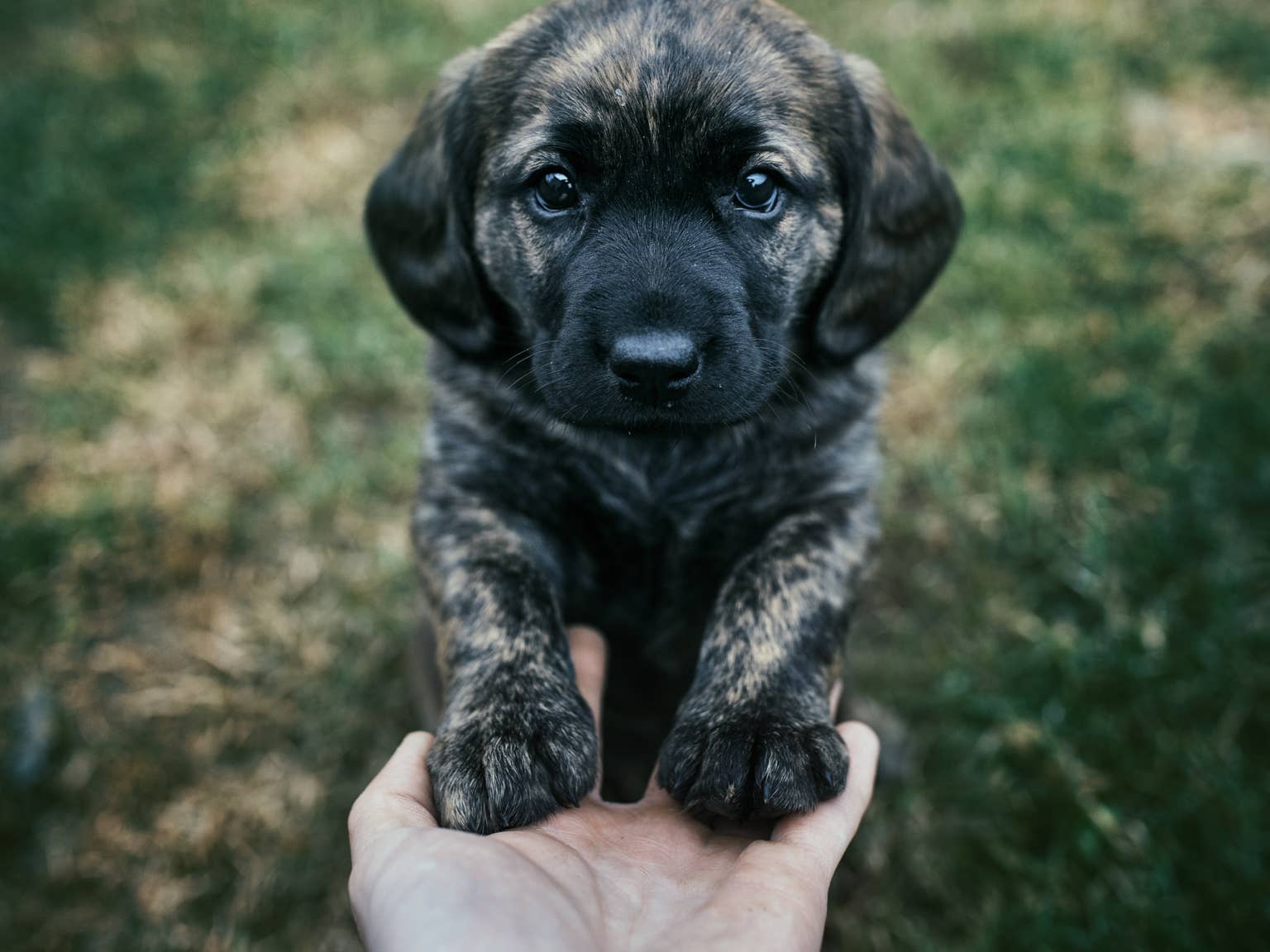 Tiny Rescue Puppy’s Adorable Bald Head Is Stealing Hearts - Parade Pets