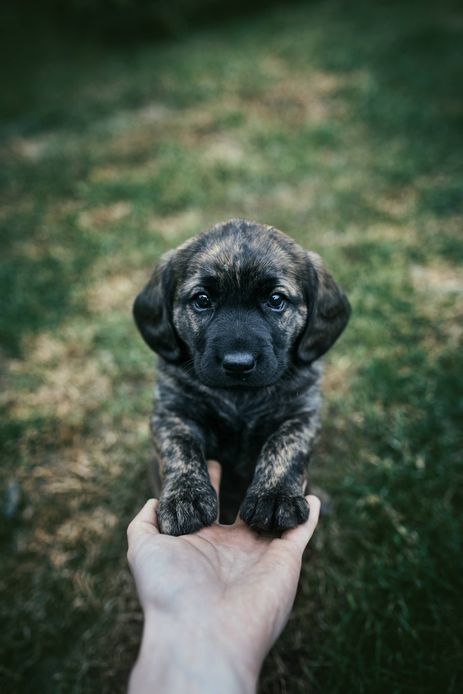 Tiny Rescue Puppy’s Adorable Bald Head Is Stealing Hearts - Parade Pets
