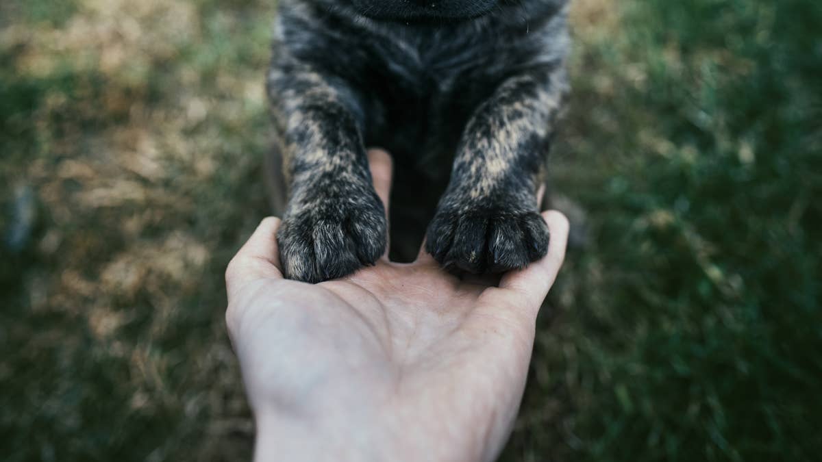 Tiny Rescue Puppy’s Adorable Bald Head Is Stealing Hearts - Parade Pets