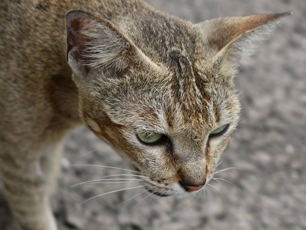 Lonely Stray Cat Spots Stroller Full of Kitties—and Instantly Chooses ...