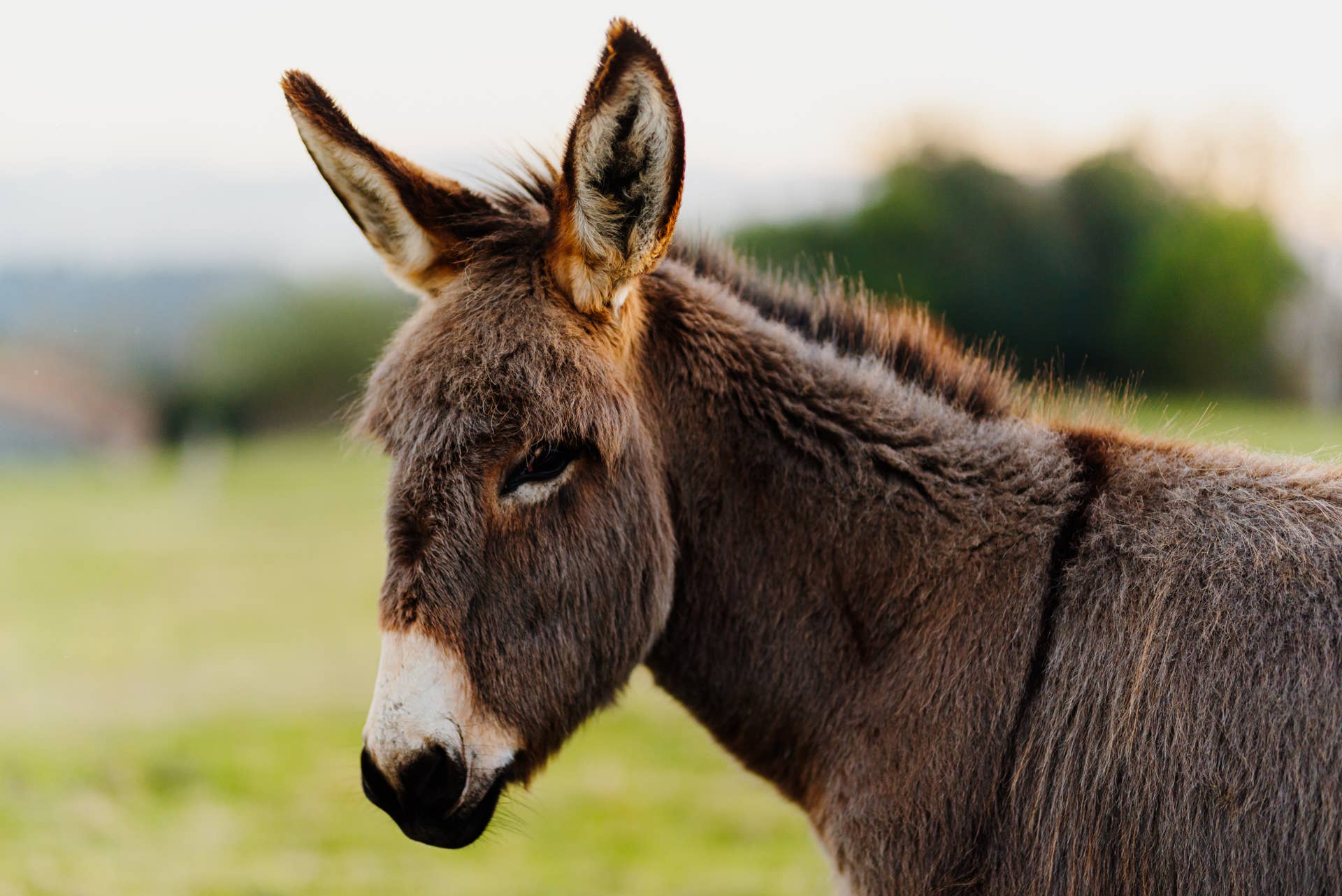 Baby Donkey Snuggles Into Humans' Bed Like He Pays the Mortgage ...