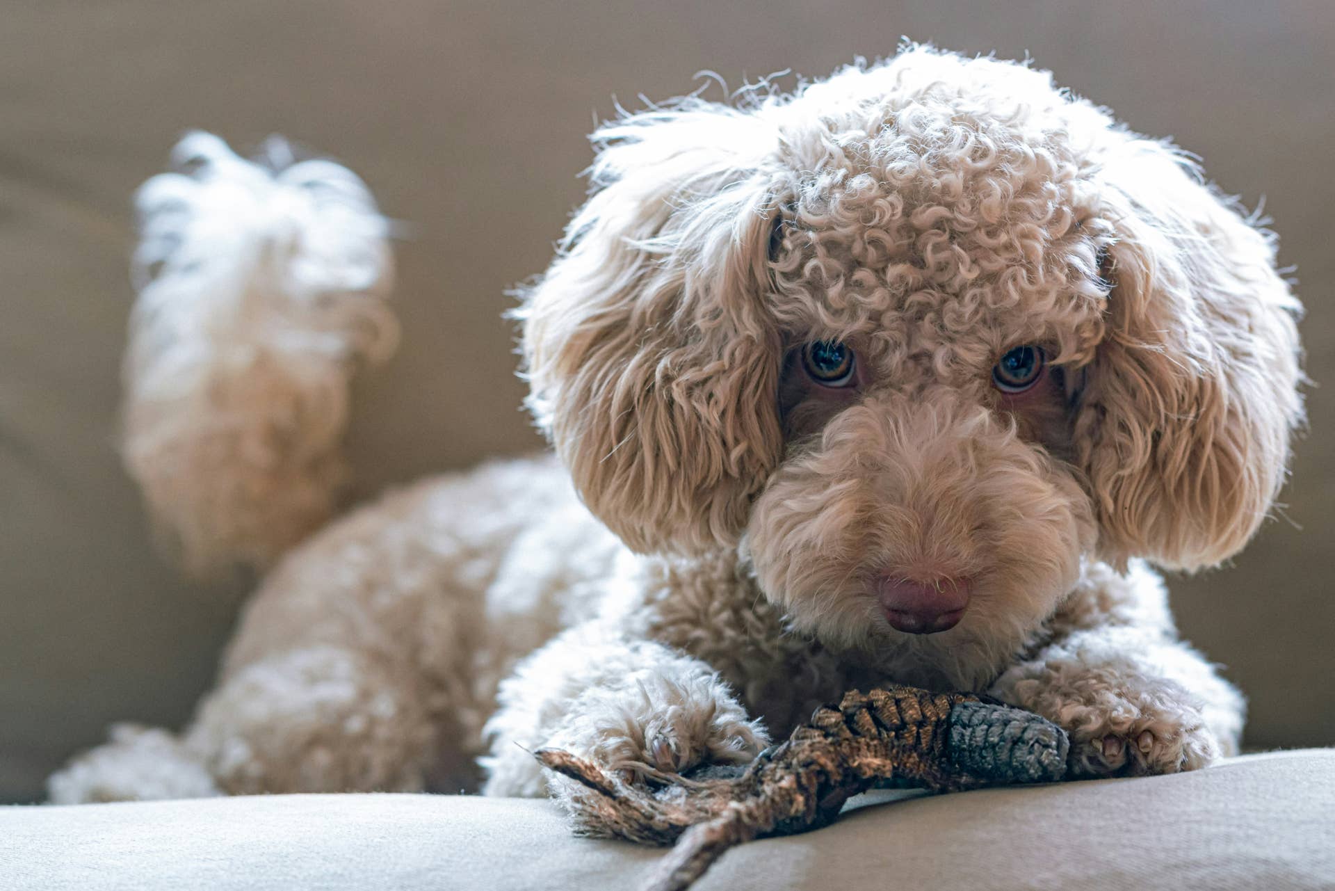 Poodle's Hilarious Chaos at Family Gender Reveal - Parade Pets