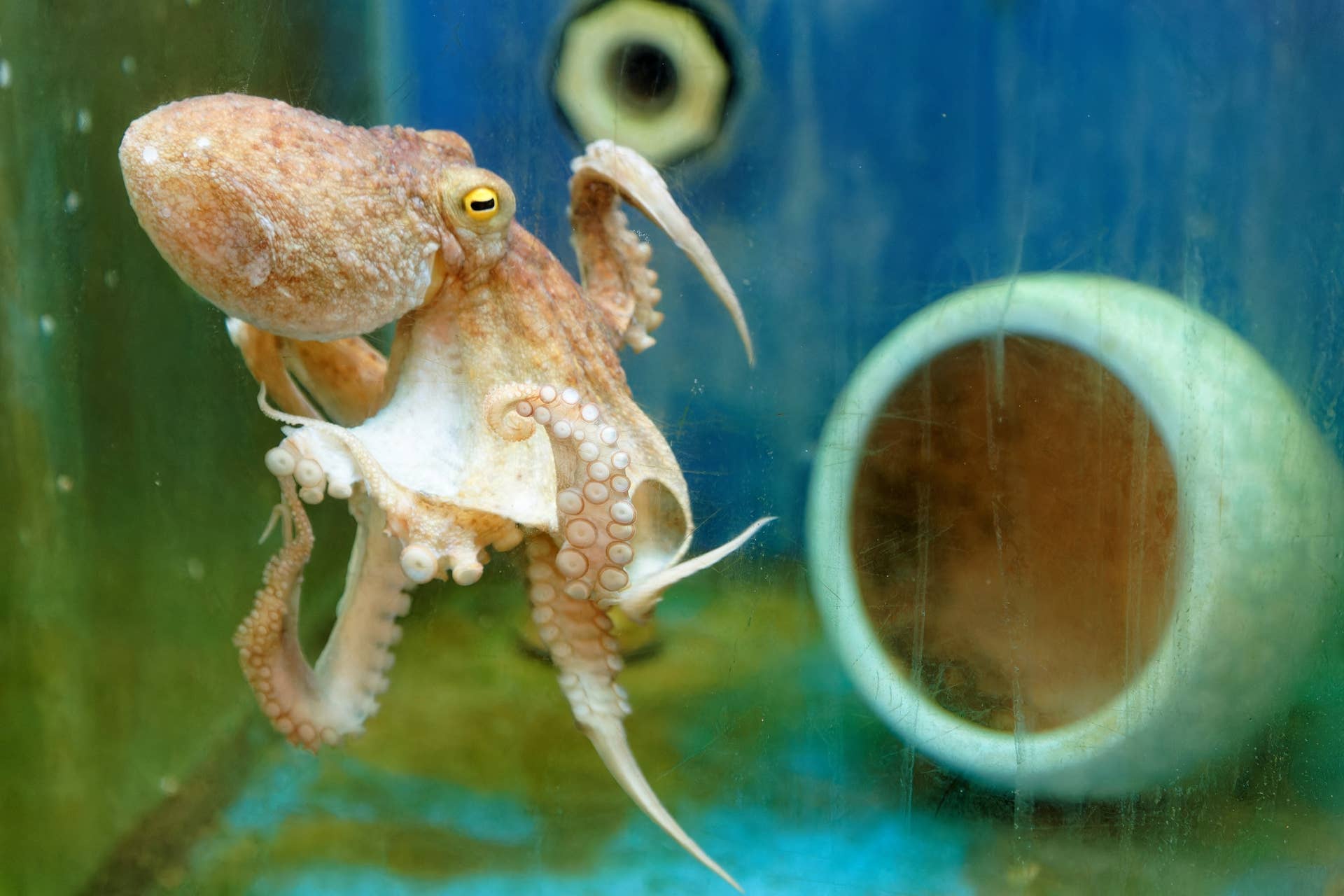 Rarely Seen Dumbo Octopus Captured on Camera and It Will Stun You ...