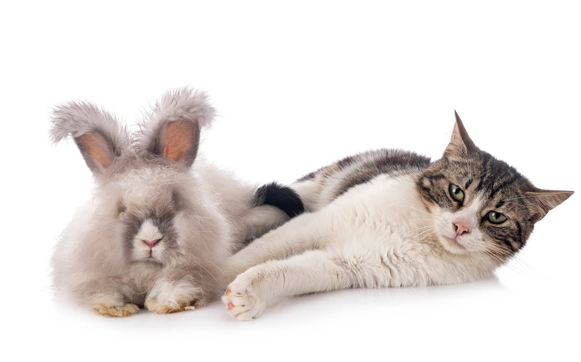 Cat and Bunny Besties Are Basically a Children’s Book Come to Life ...