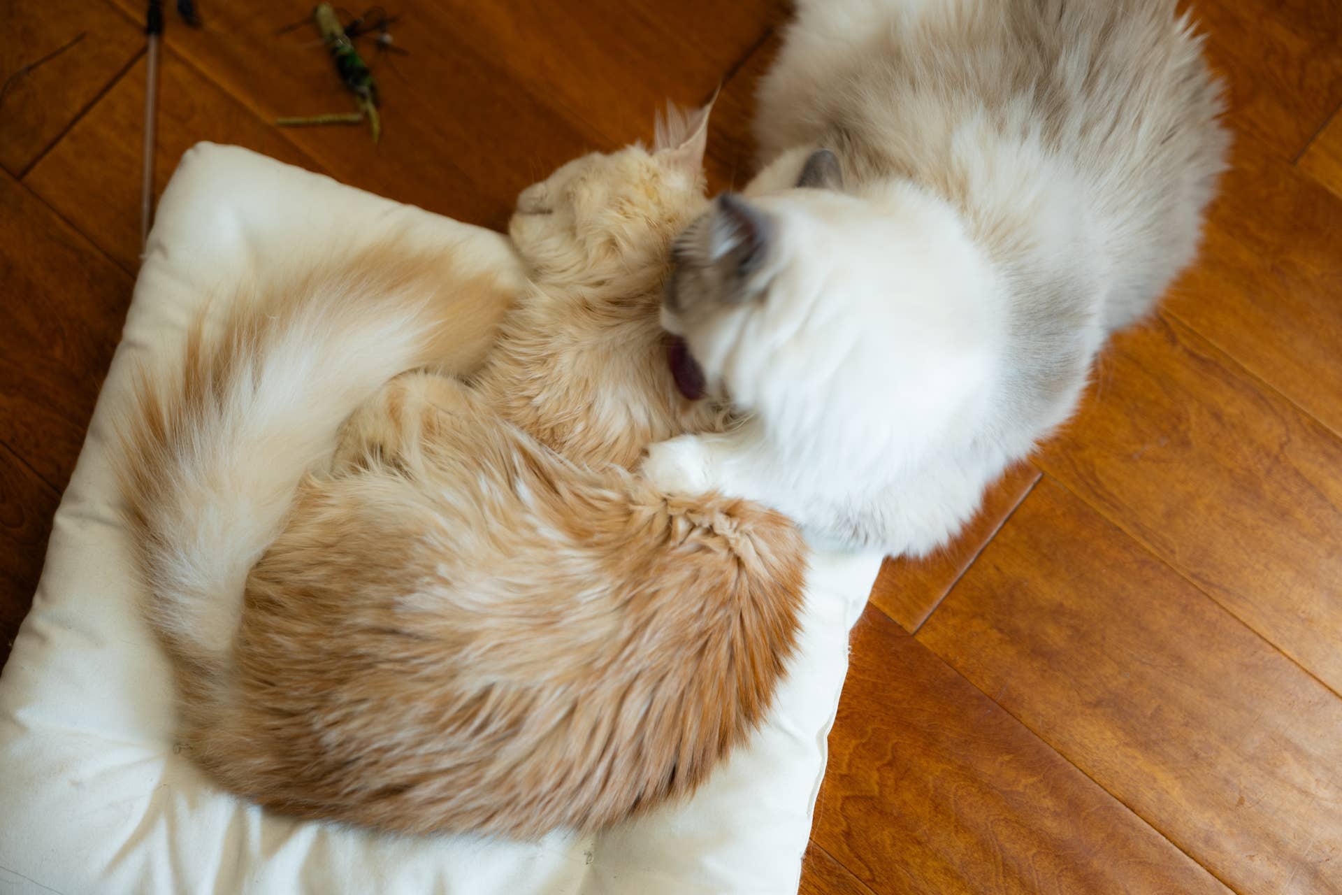 Baby Kitten Treats Maine Coon Cat Like a Giant Chew Toy - Parade Pets