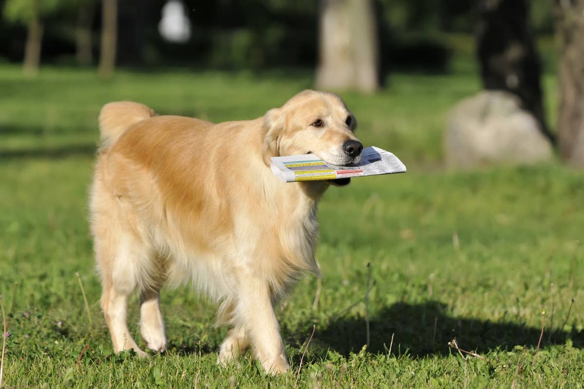 Rescue Dog Tank Gets Hilarious 'Forrest Gump'-Inspired Nickname ...