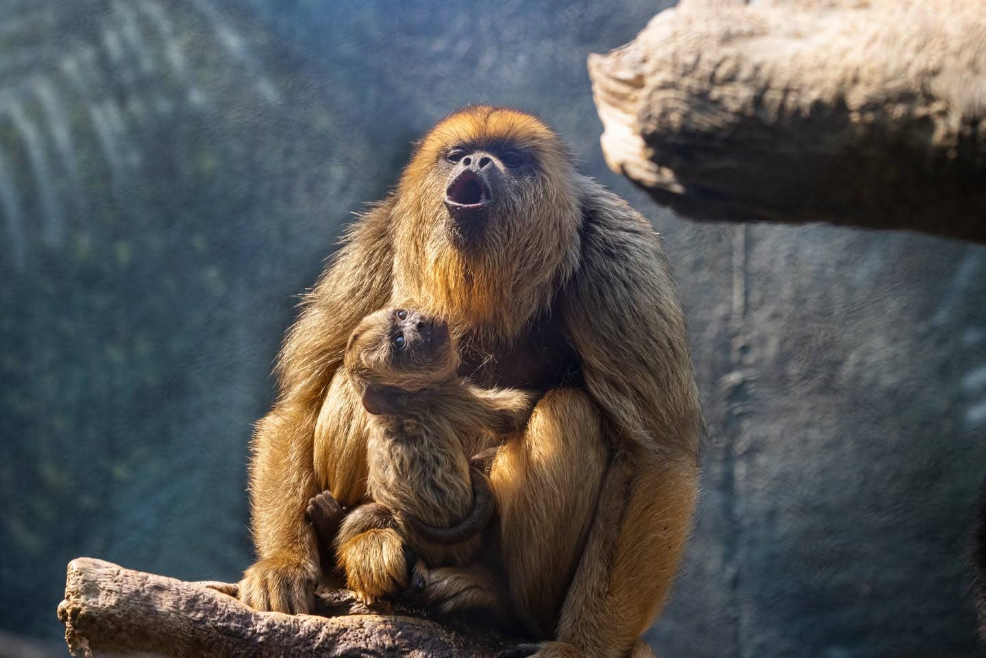 The Buffalo Zoo’s New Baby Black Howler Monkey Is Stuck to Mom Like ...