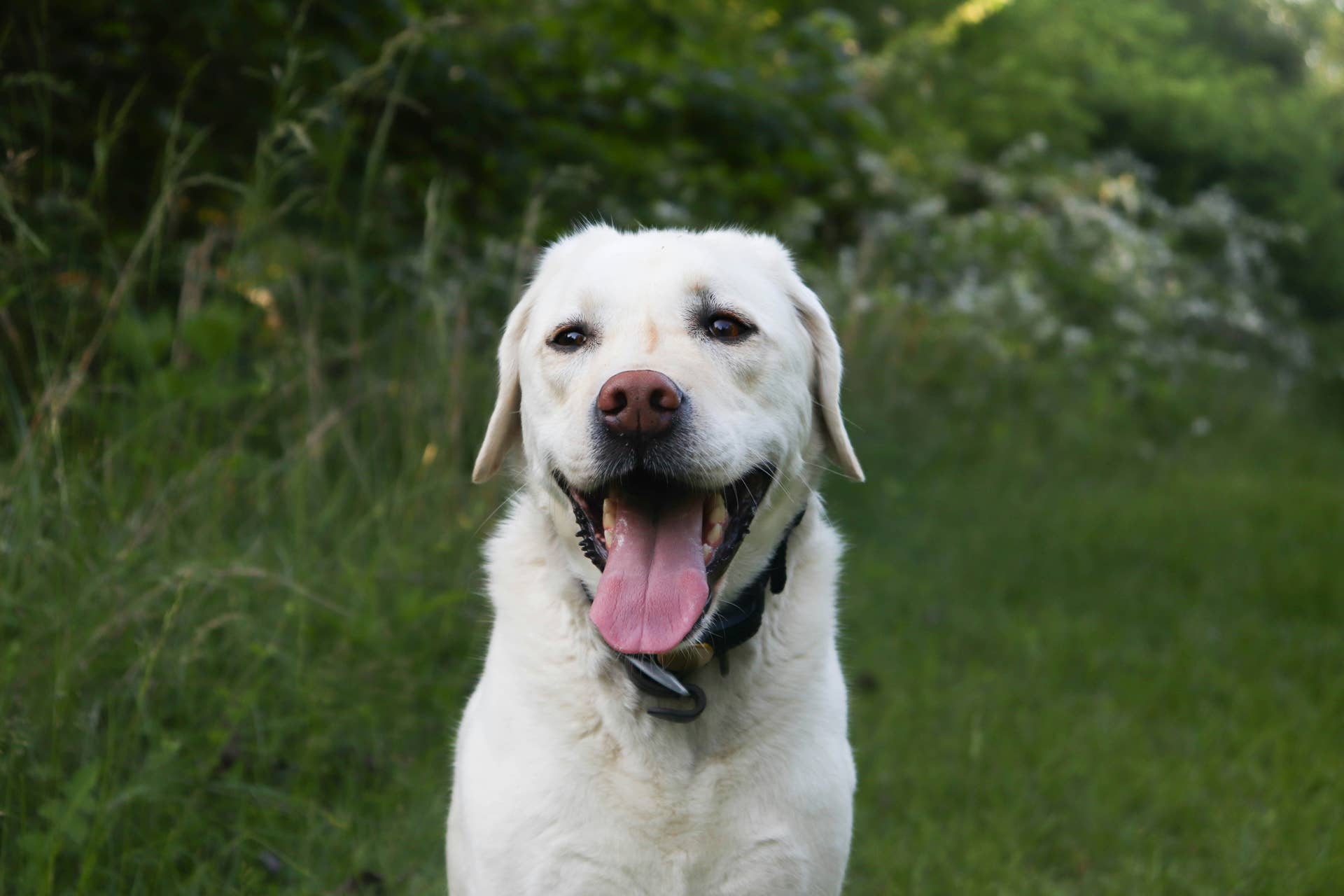 Yellow Lab's Reaction to Going to Grandma's Is Pure Cuteness - Parade Pets