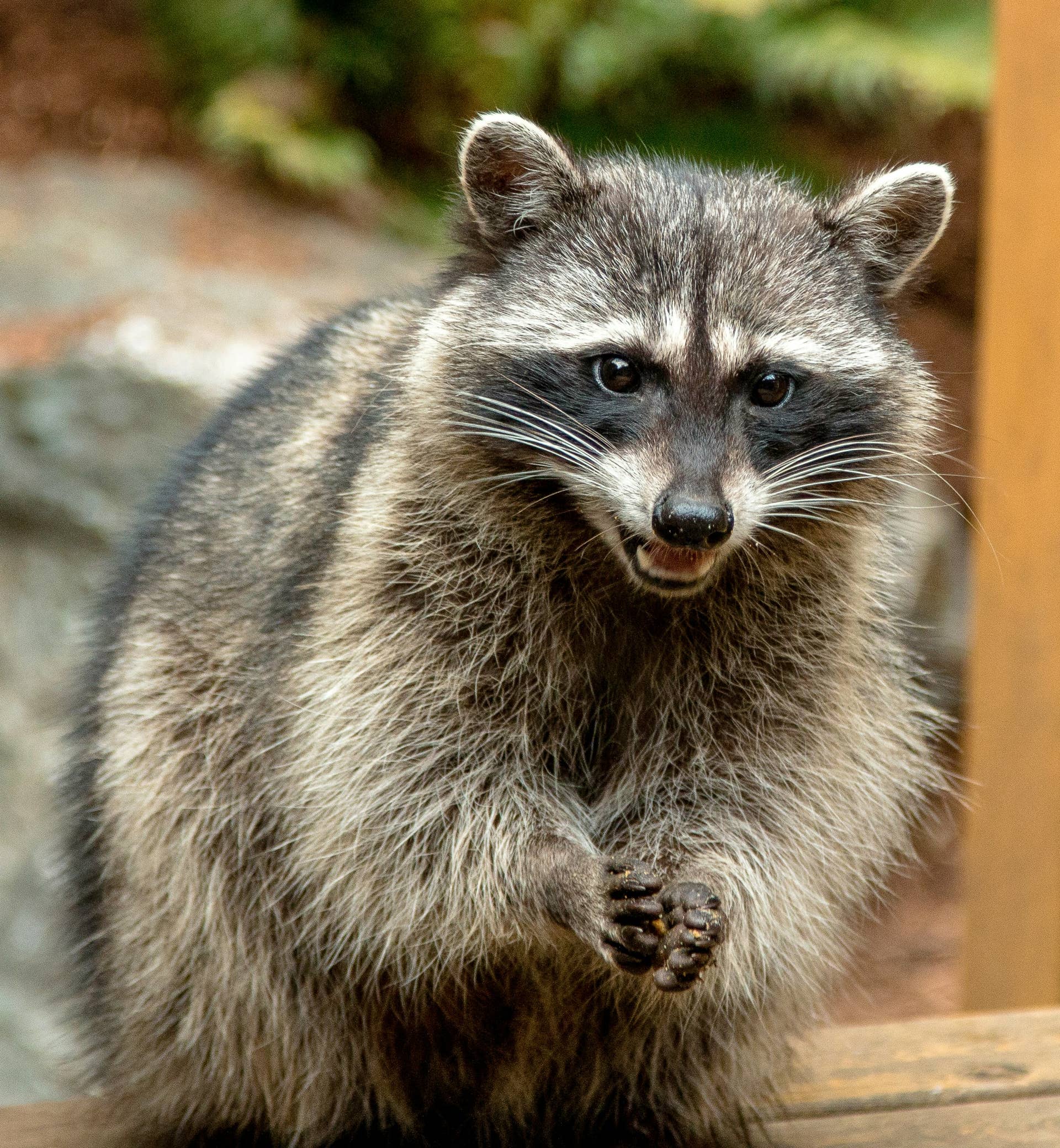 Wild Raccoon Rings Doorbell at 1:00am for a Snack Like He's at an All ...