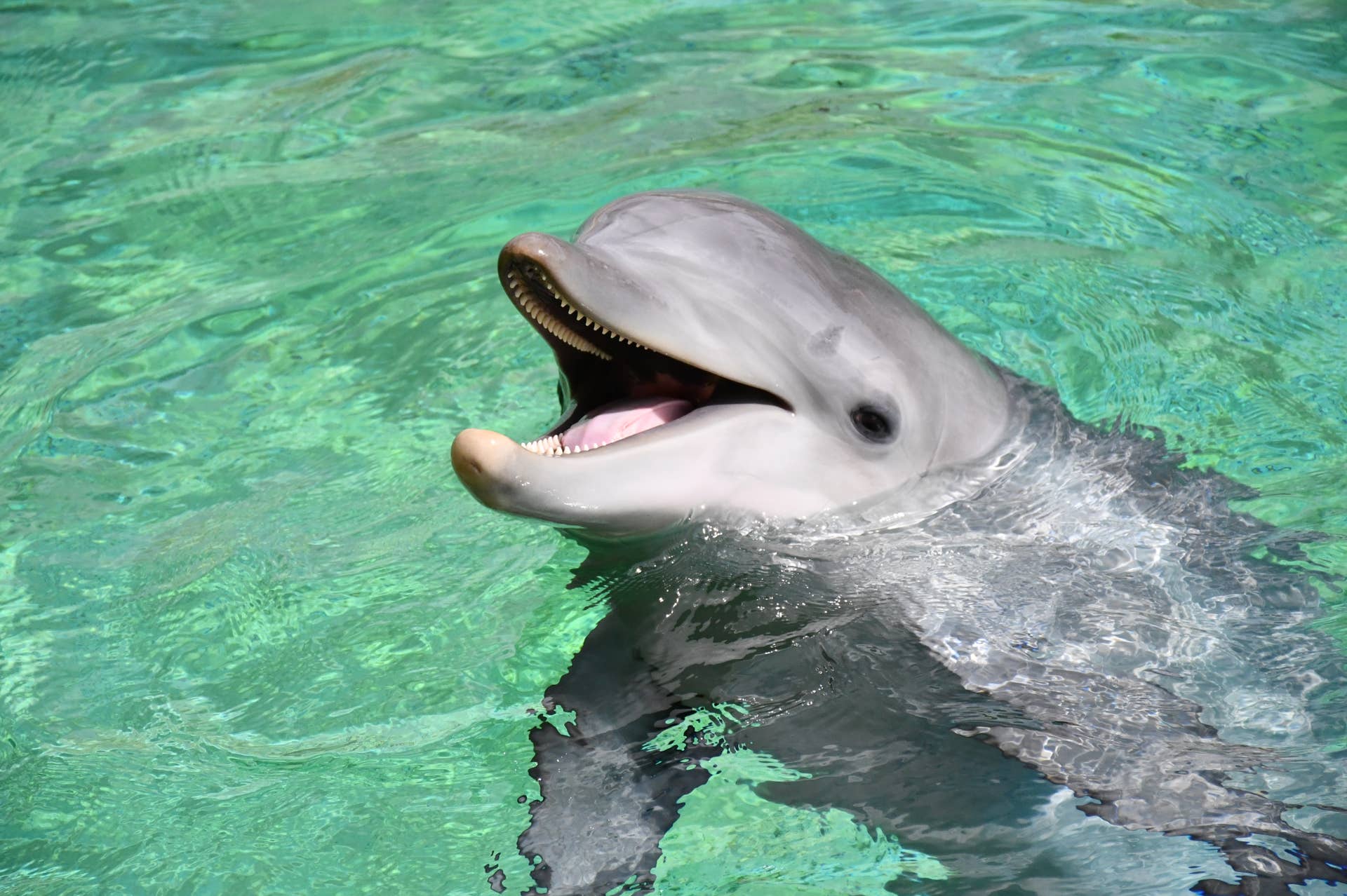 Friendly Dolphin Gives Bunny a Handshake, and Now They're Best Friends ...