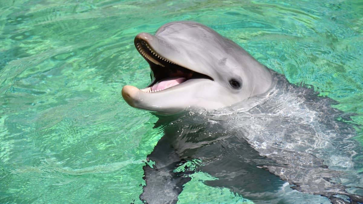 Friendly Dolphin Gives Bunny a Handshake, and Now They're Best Friends ...