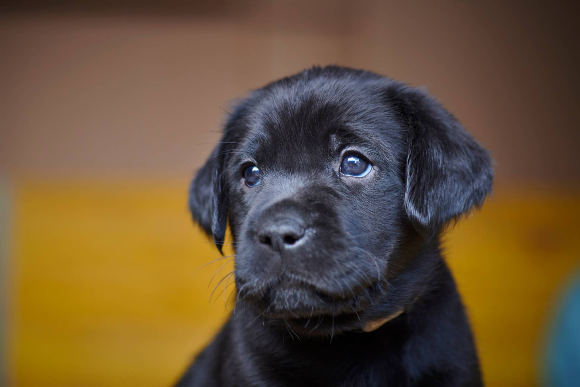 Labrador Plays The Drums With His Tail, and He's Actually 'Pretty Good ...