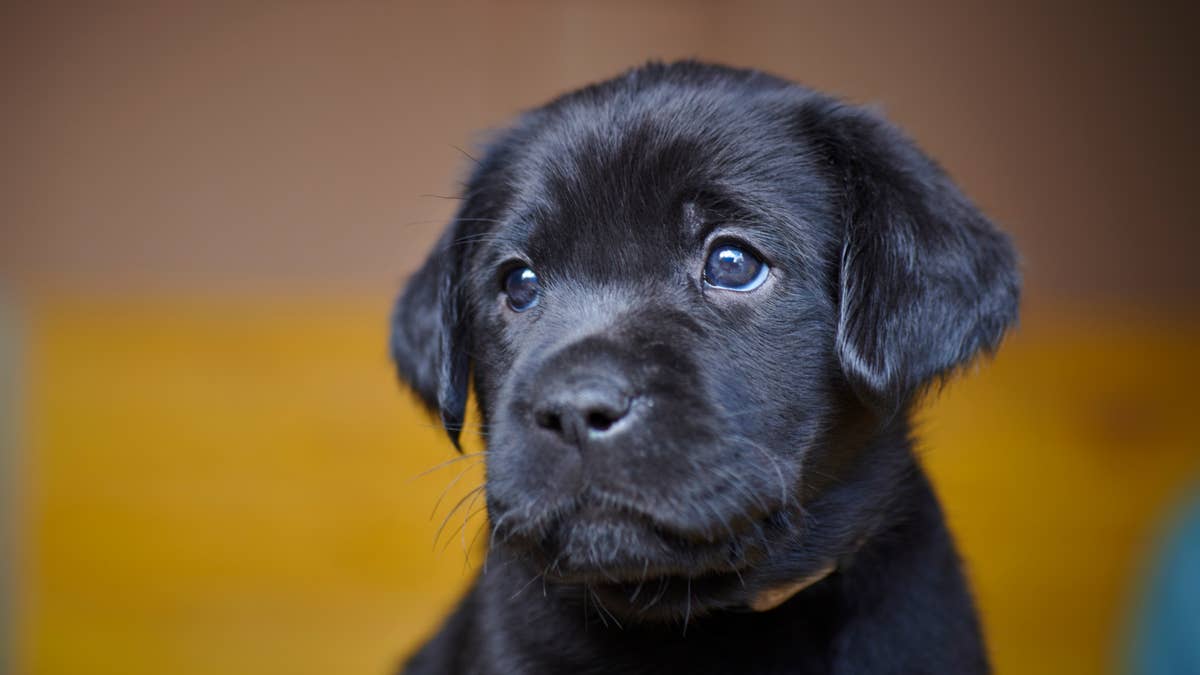 Labrador Plays The Drums With His Tail, and He's Actually 'Pretty Good ...