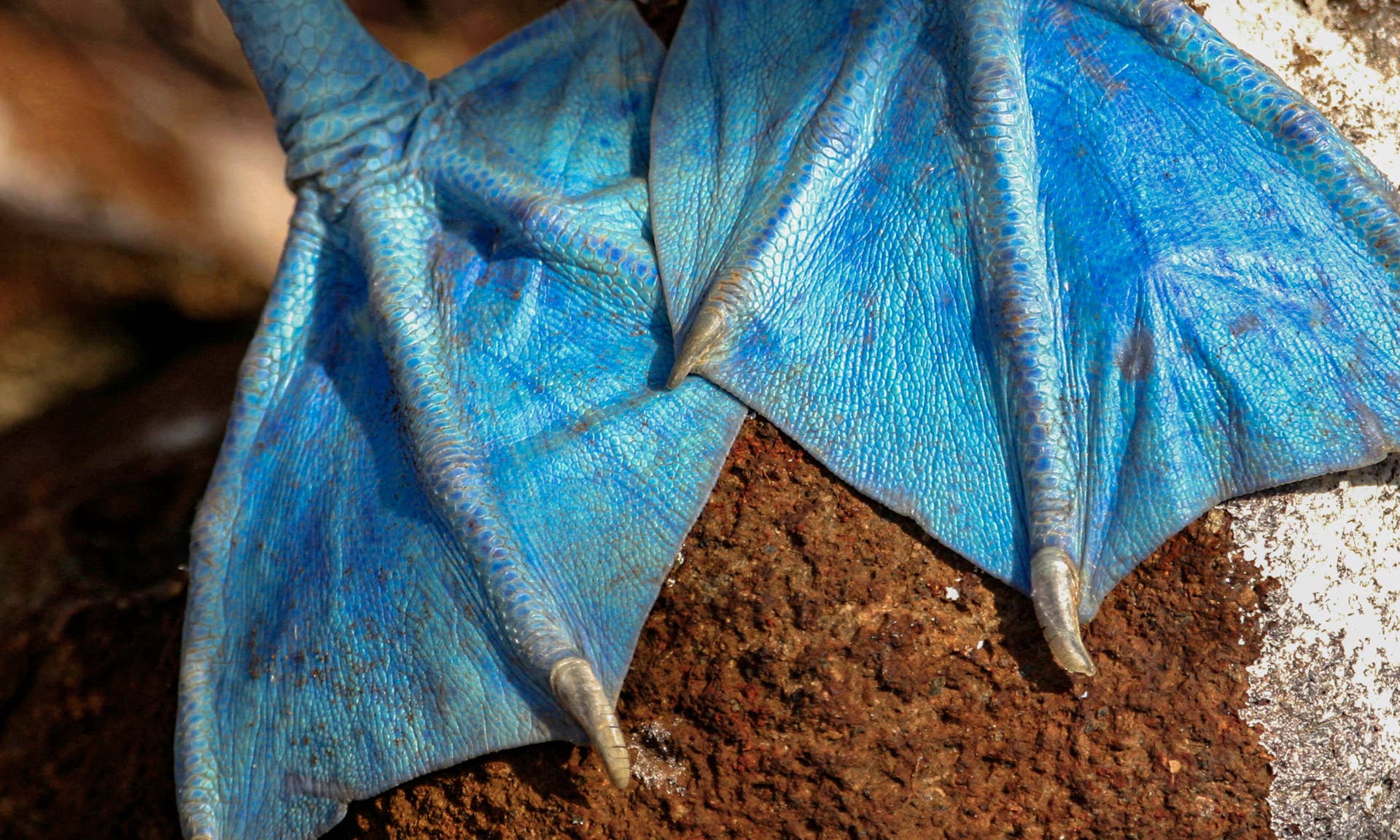 Blue-Footed Birds’ Mating Dance Is One of Nature’s Wonders - Parade Pets