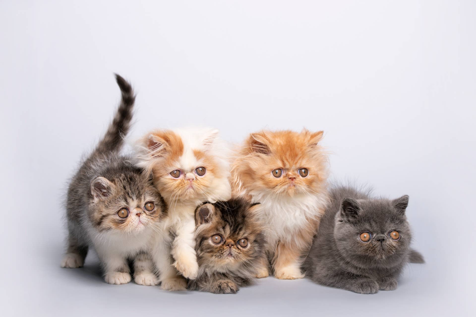 4 Persian Cats Have Completely Different Sleeping Spots and None of ...