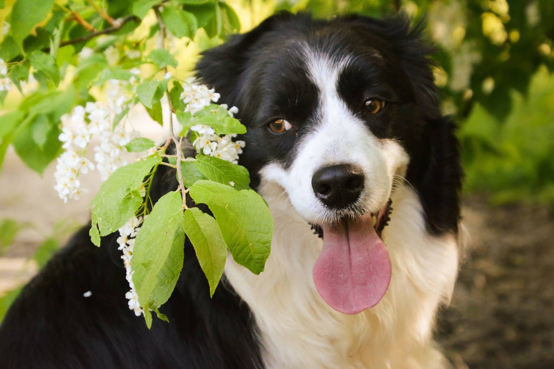 This Border Collie Has Found Lizards and Now It's Her Entire ...