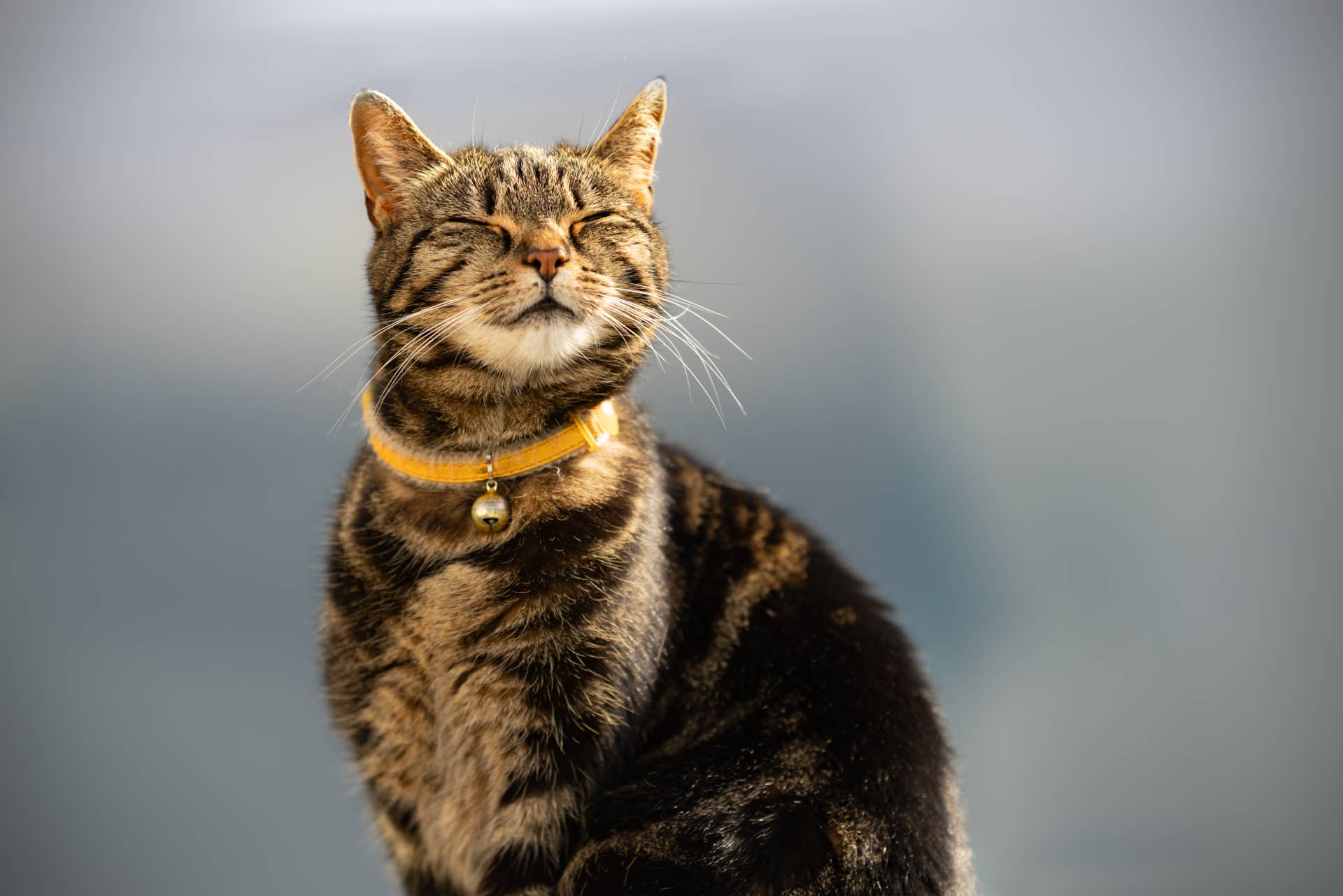 Special-Needs Cat With 'Translucent Marble' Eyes Has Everyone Swooning ...