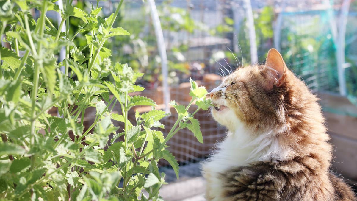 Greenhouse Cat ‘Samples the Catnip’ and It’s the Good Stuff - Parade Pets