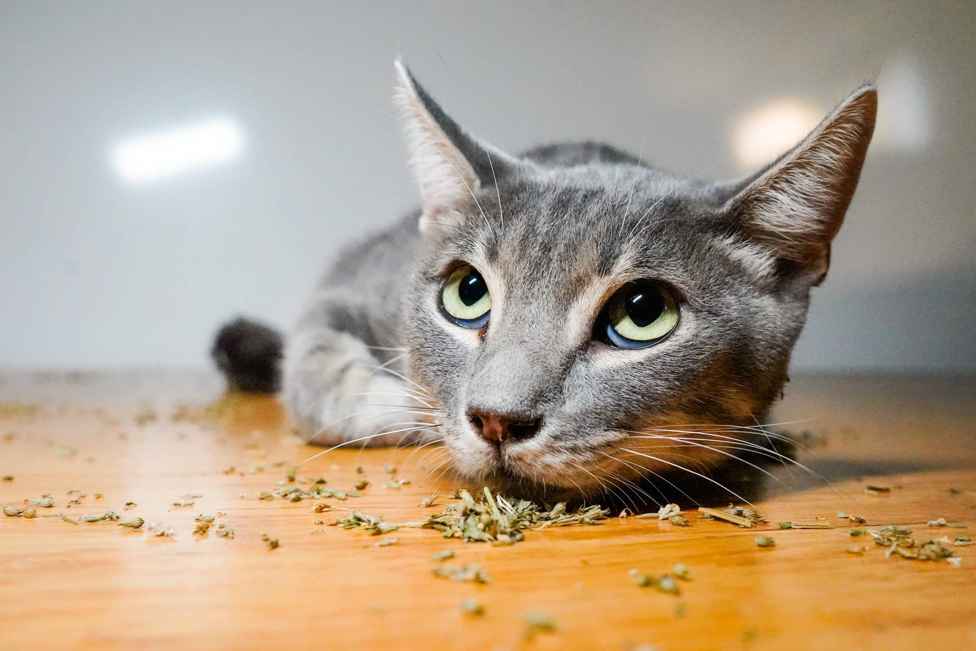 Greenhouse Cat ‘Samples the Catnip’ and It’s the Good Stuff - Parade Pets