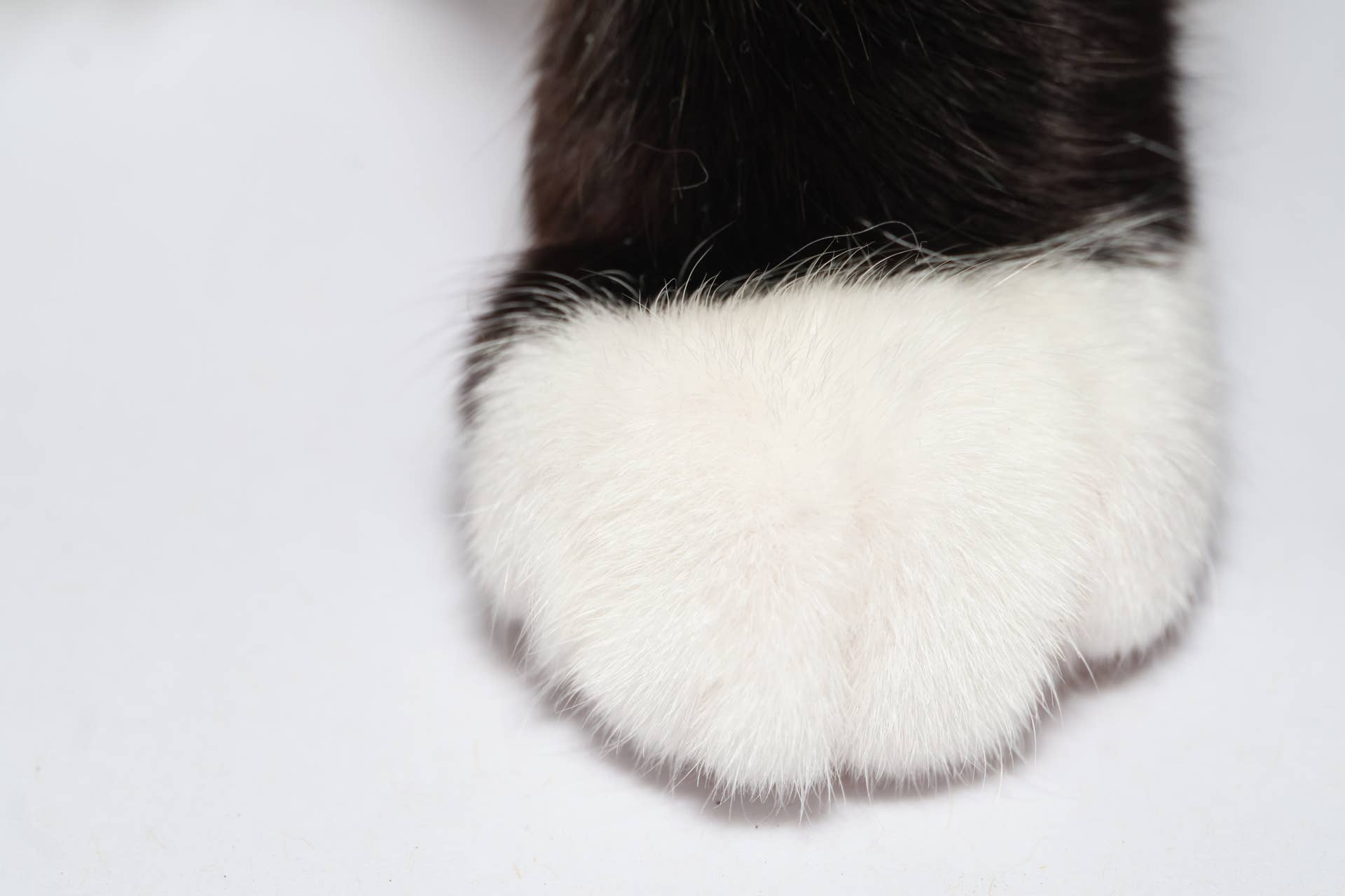 'Hefty' Tuxedo Cat Who Went From Feral to Family Has 'Front Legs Like ...