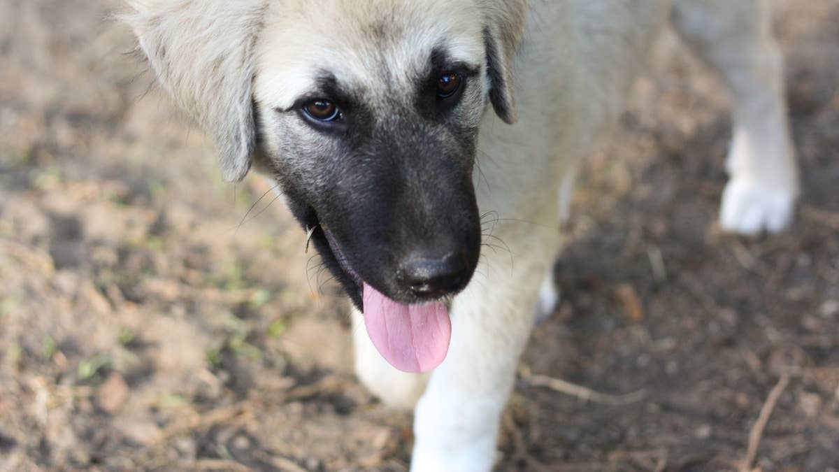 3-Month-Old Livestock Guardian Dog Stuns the Barn With His Mighty Bark ...