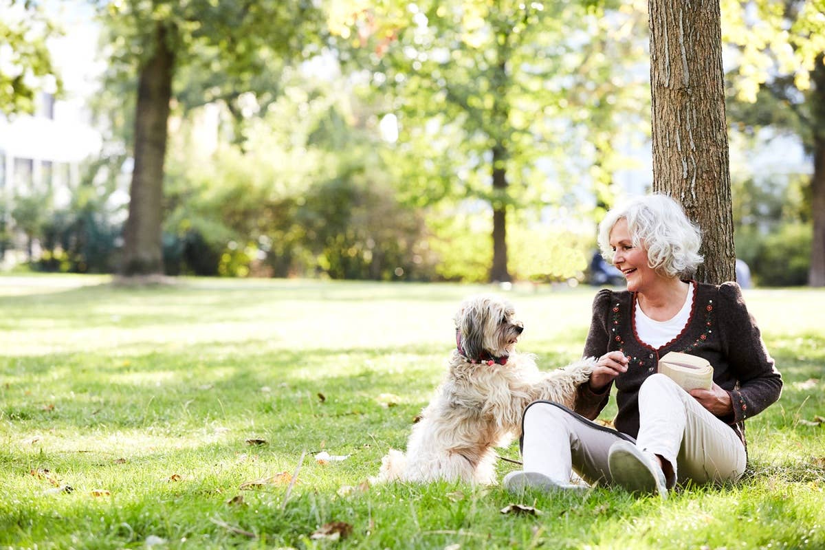 6 Best Dog Breeds for Senior Retirees, According to Expert - Parade Pets