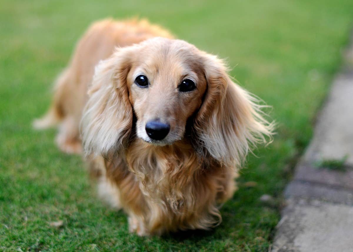 Dachshund Dogs: Cute Photos, Breed Facts, and Viral Moments - Parade Pets