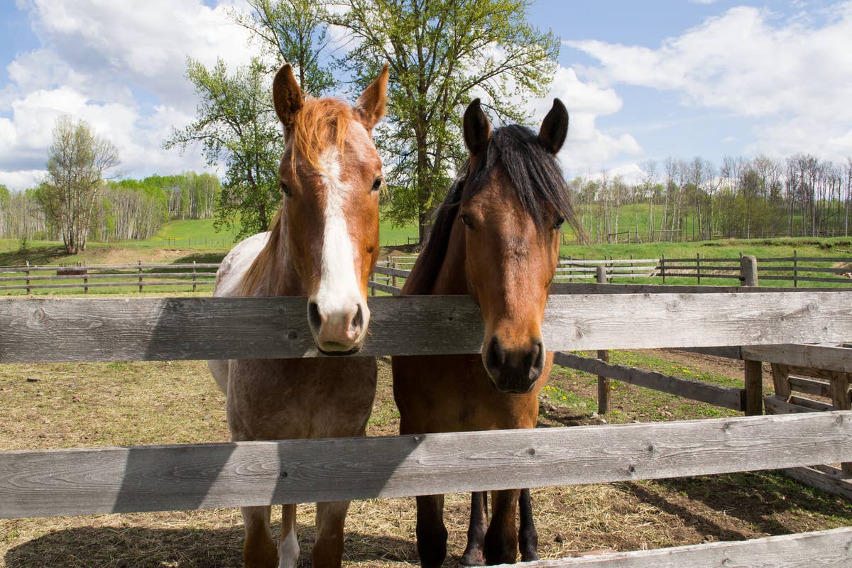 Pet and Animal News - Parade Pets