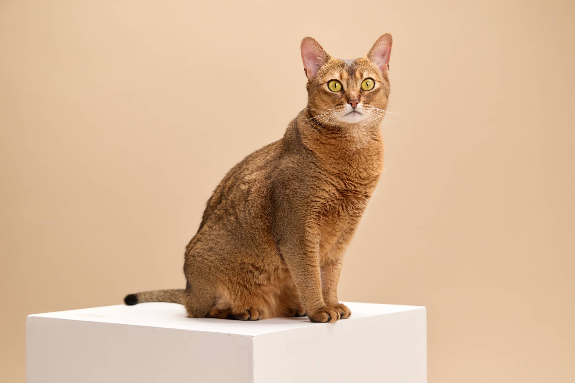 Abyssinian Cat Looks Just Like a Tiny Red Squirrel - Parade Pets