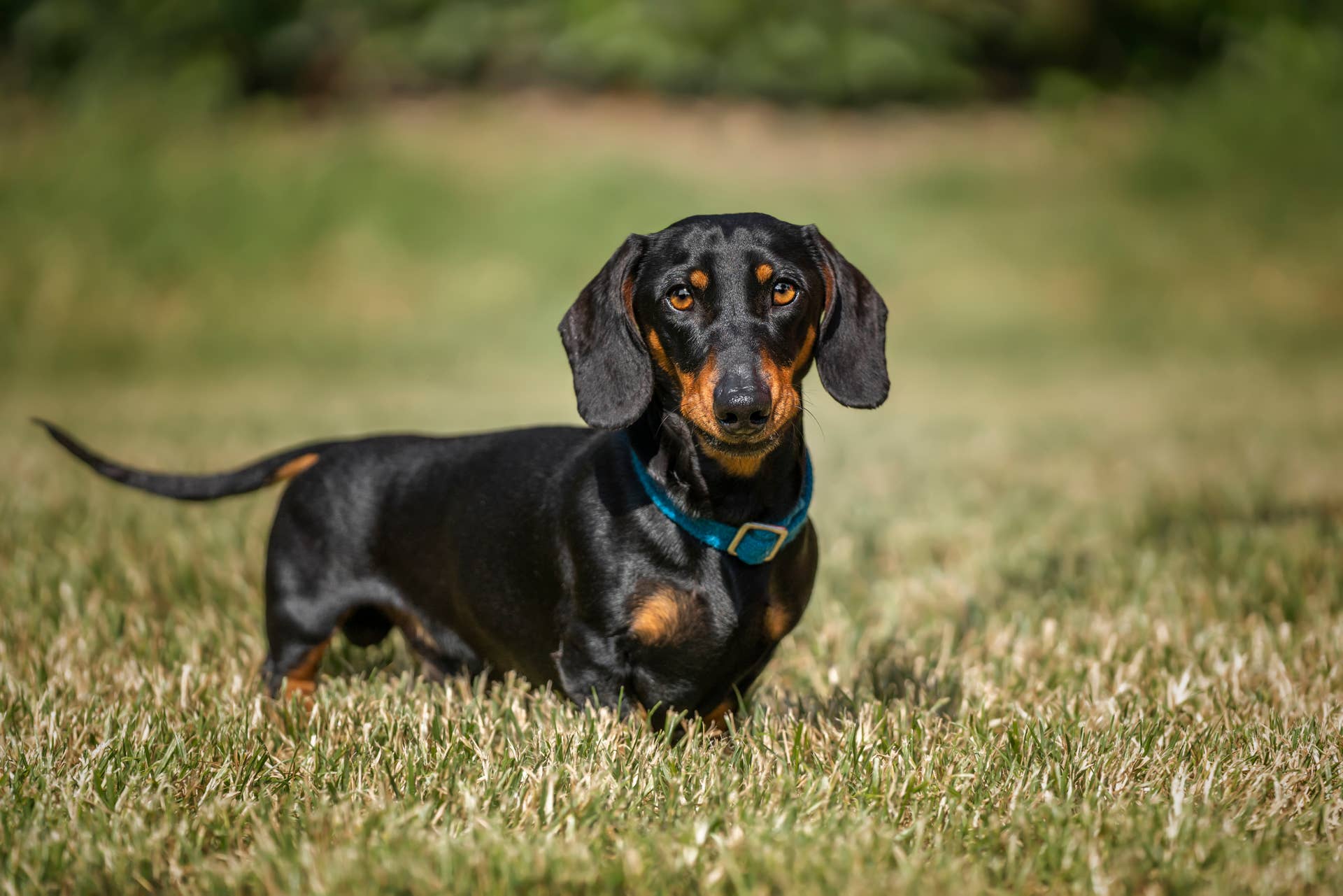 Dachshund Has To Wear a Mask on Walks Now—and It’s Sending People ...