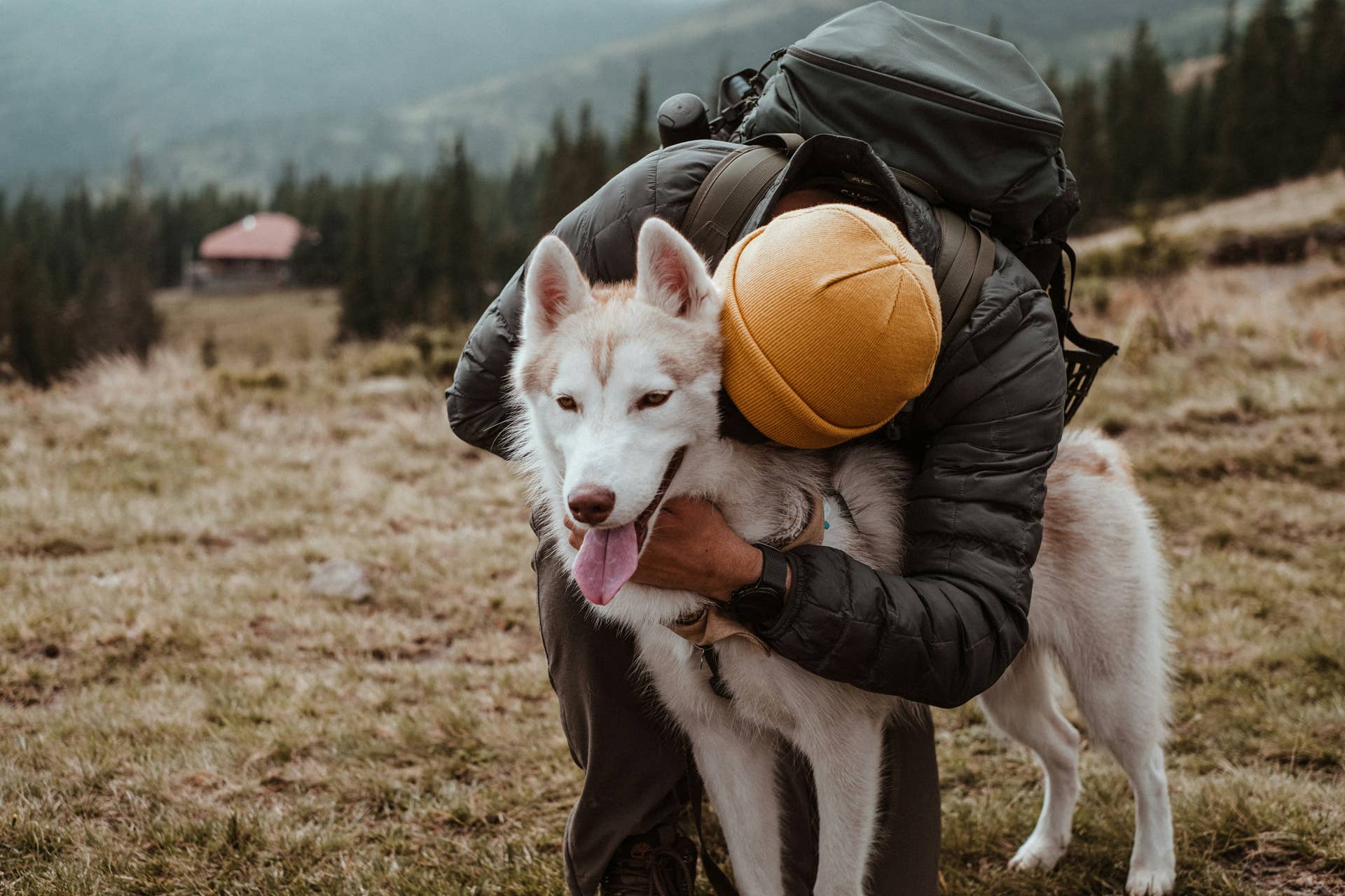 Boy Uses Ring Camera to Tell His Parents Their Lost Husky Is Finally ...
