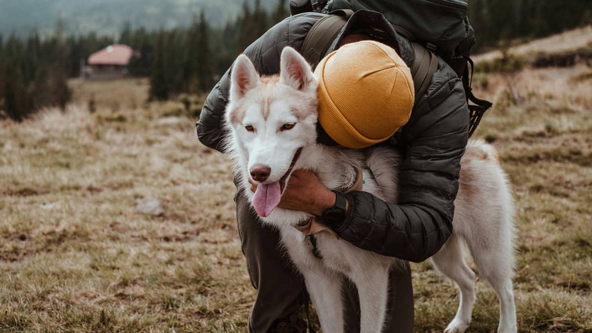 Boy Uses Ring Camera to Tell His Parents Their Lost Husky Is Finally ...
