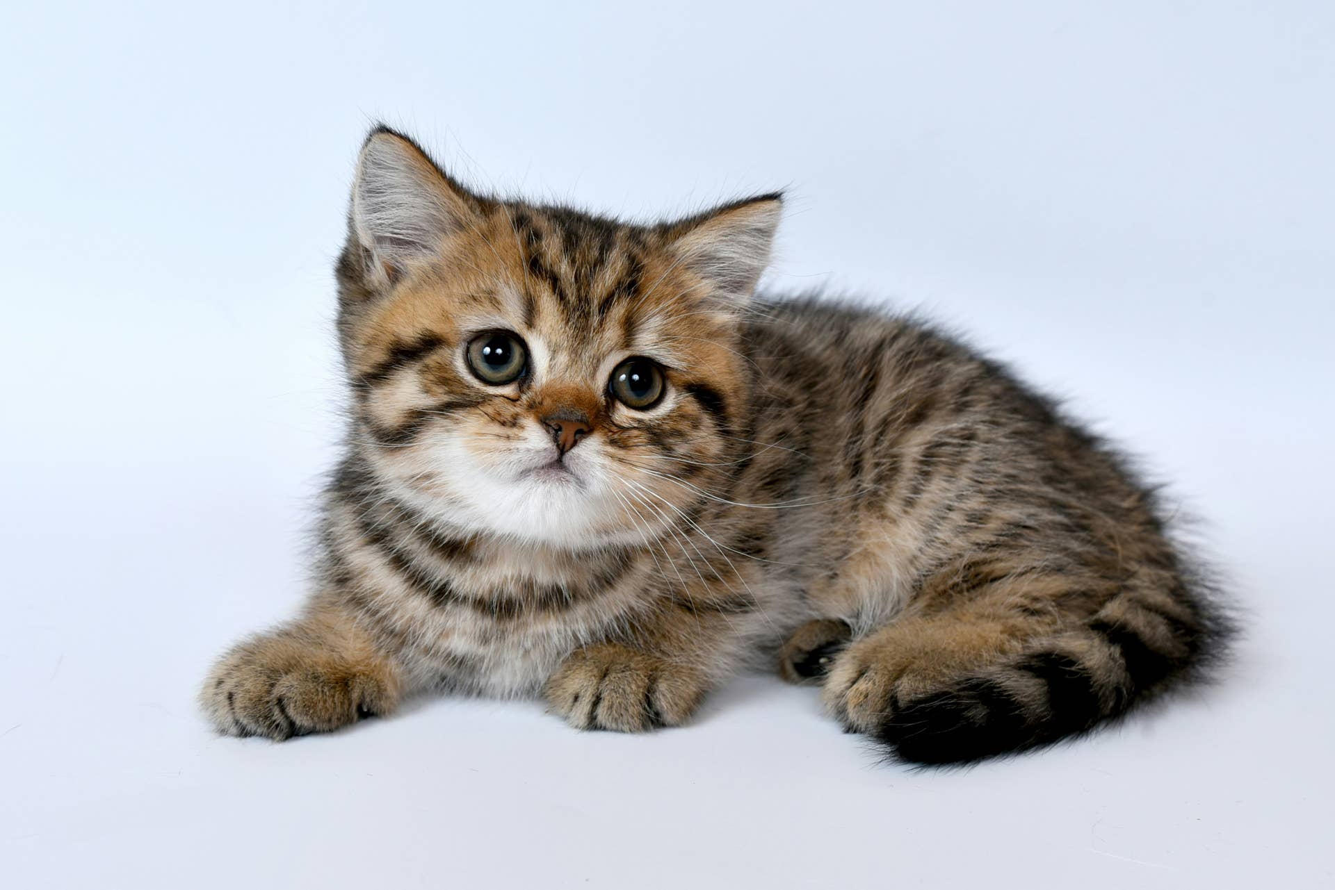 Little Girl Reunites With Lost Kitten in Miracle Moment - Parade Pets