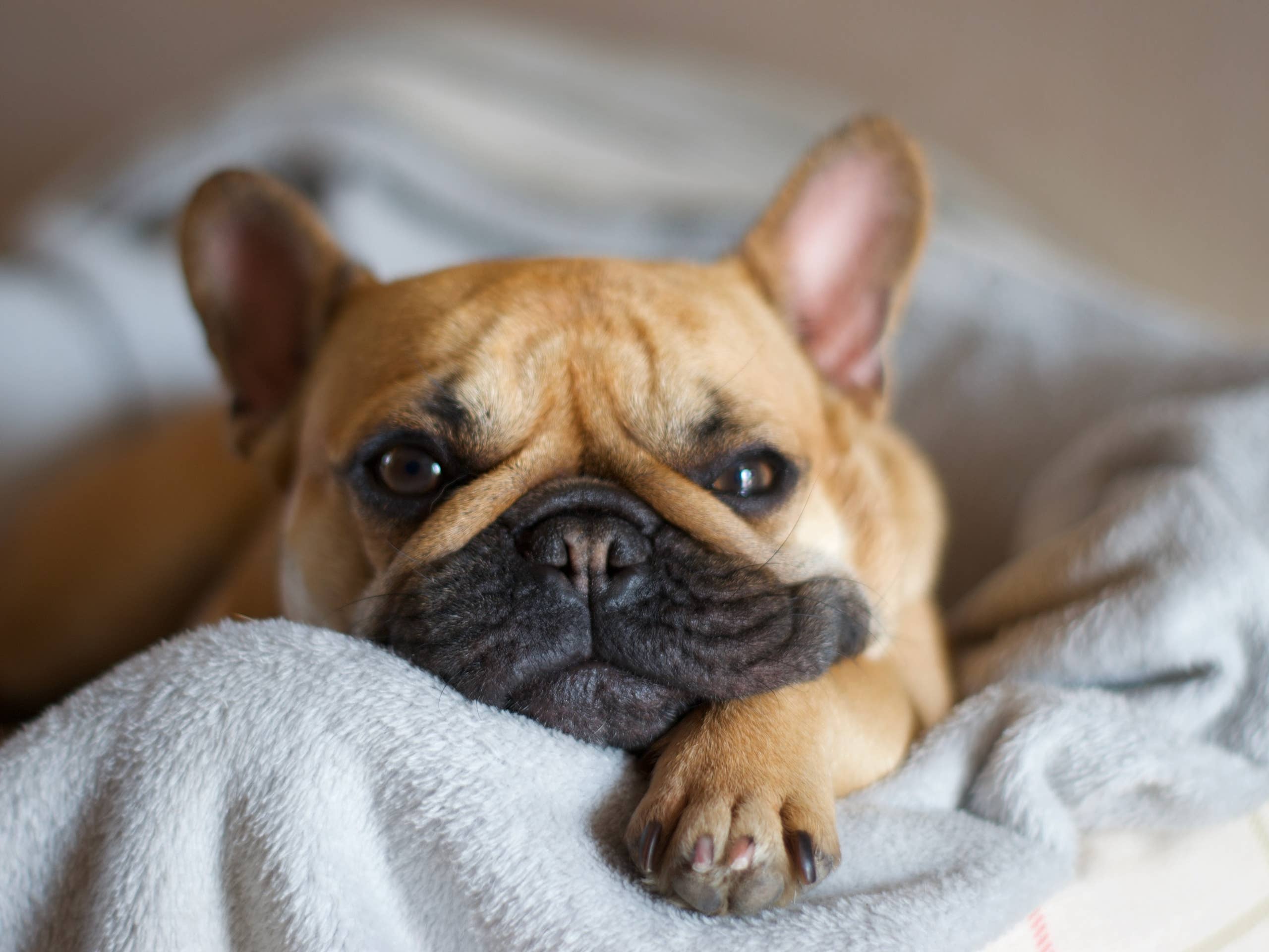 The Frenchie Has Demands. The Demands Are Booty Smacks. There Will Be ...