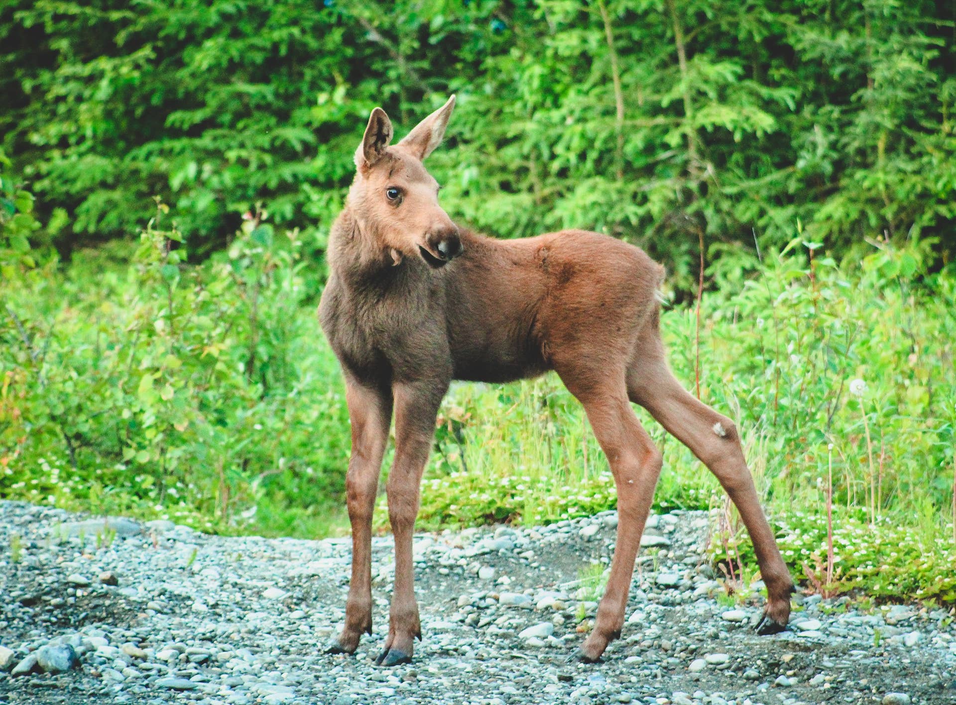 This Lost Baby Moose Showed up on a Stranger's Doorstep Looking for His ...