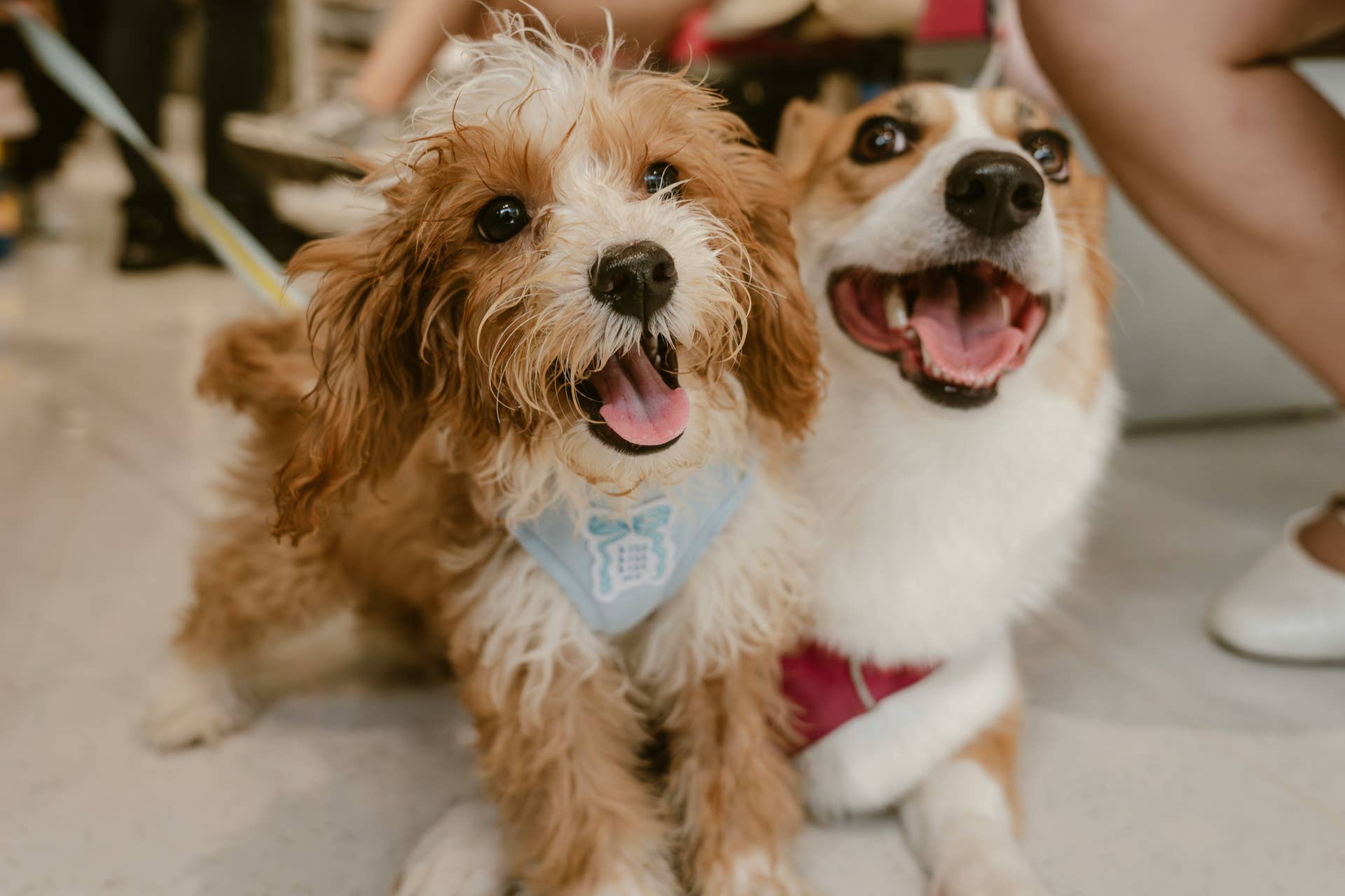Every Dog Gets a Heartwarming Round of Applause at This Daycare, and ...