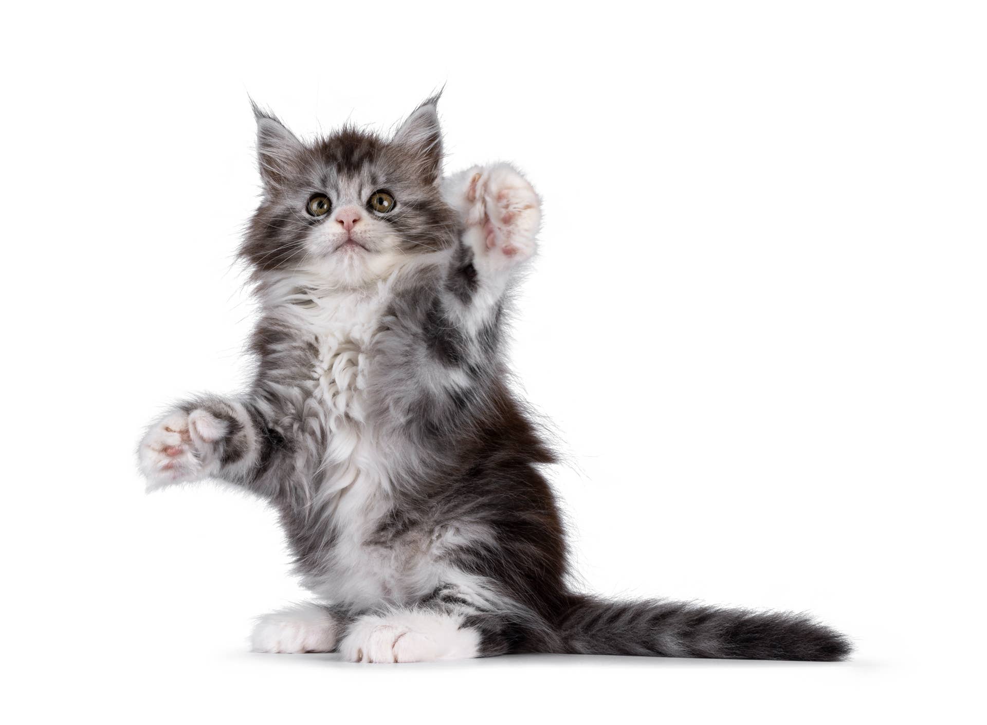 Maine Coon Cats: Viral Moments, Cute Photos, and Fun Facts - Parade Pets