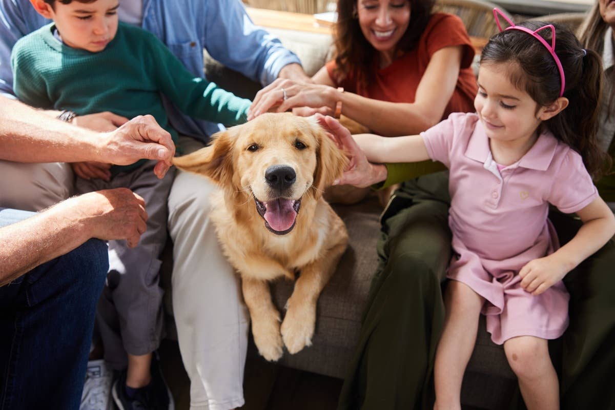 7 Dog Breeds That Are Friendly, Loyal and Perfect for Large Families ...
