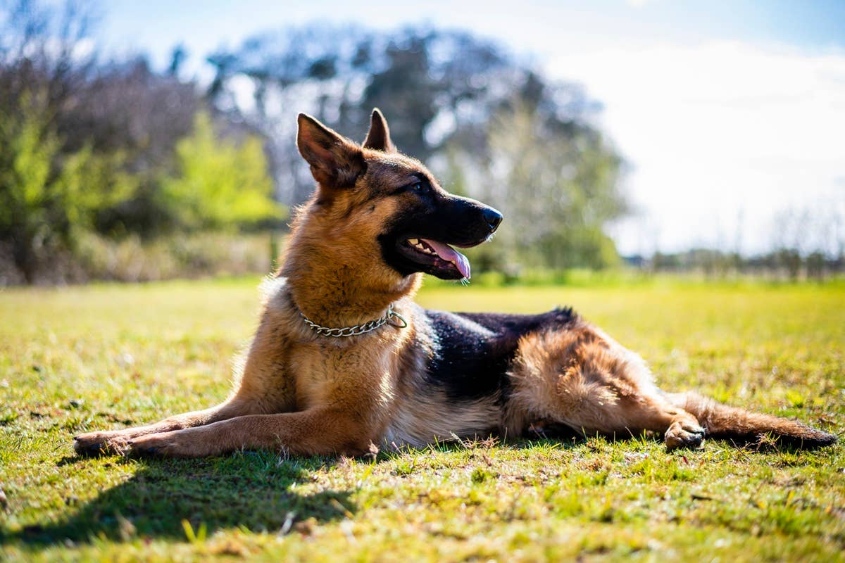 7 Dog Breeds That Are Friendly, Loyal and Perfect for Large Families ...